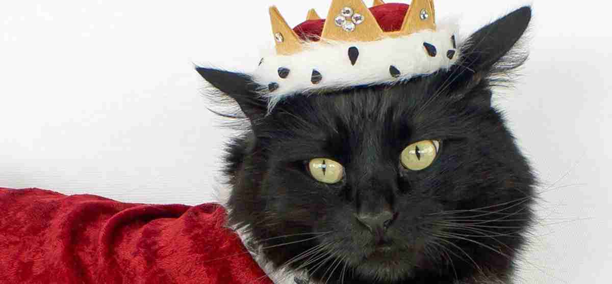 27 tekenen dat je een kattenvrouwtje bent geworden - Mynd